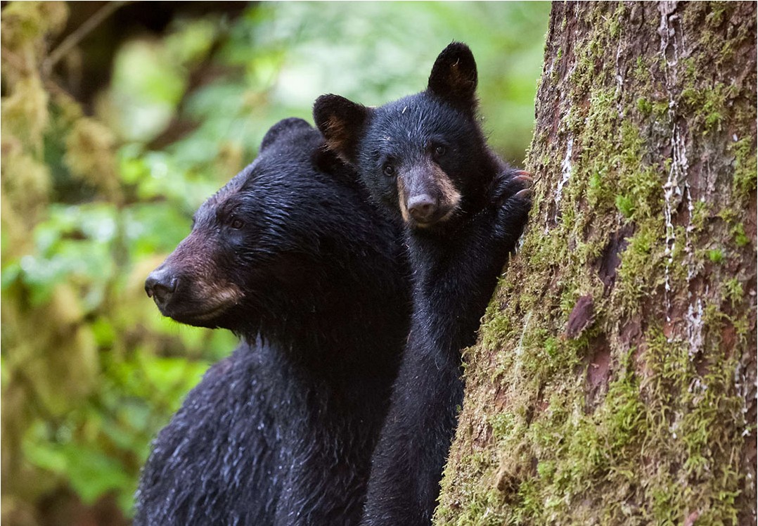 Neets Bay Bear Encounter by Land & Sea | Alaska Shore Excursions