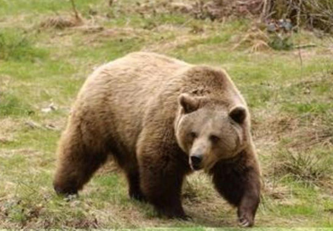 Sitka Bears, Raptors & Totems Private Tour | Alaska Shore Excursions
