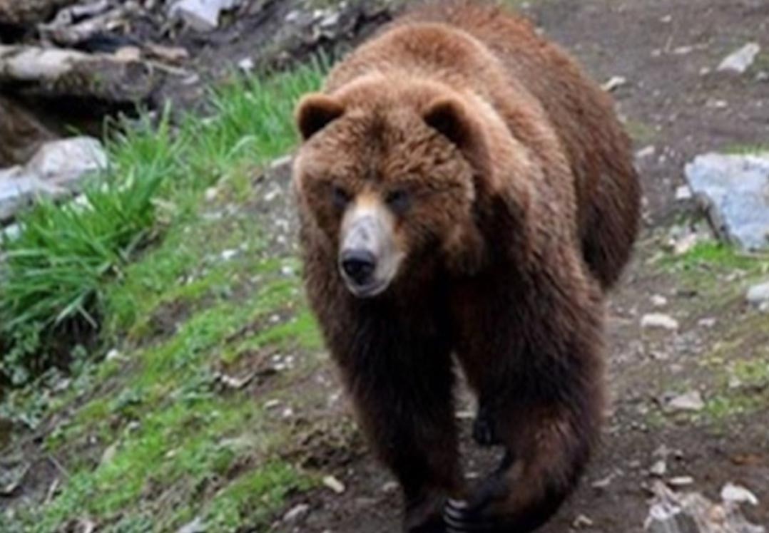Sitka Bears, Raptors & Totems Private Tour | Alaska Shore Excursions