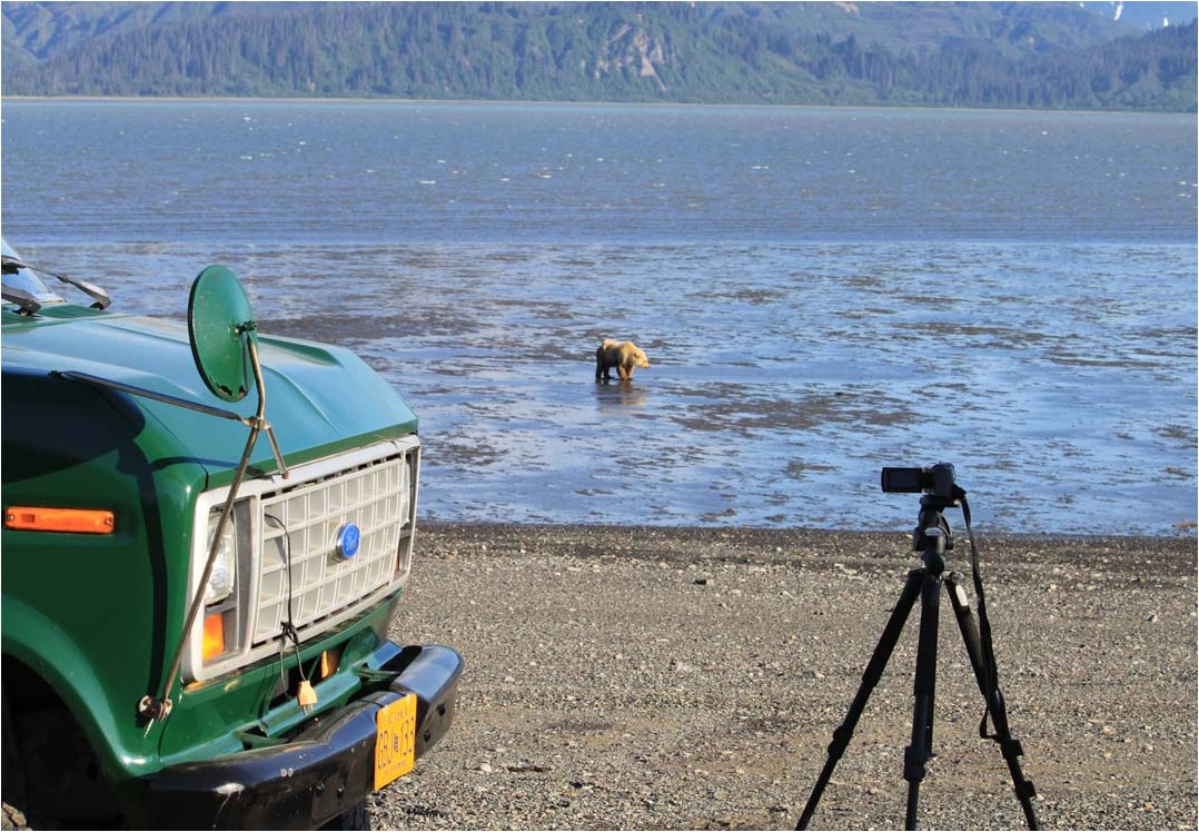 Anchorage Chinitna Bay Bear Viewing Tour | Alaska Shore Excursions