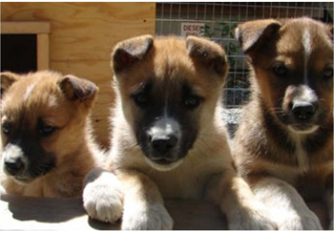 Skagway Dog Sledding & Glacier Flightseeing Helicopter Tour | Alaska ...