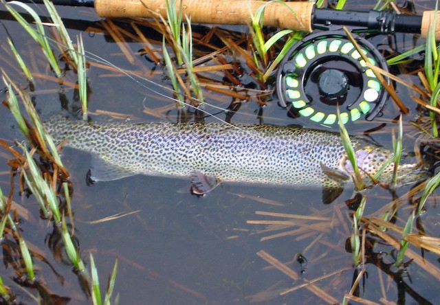 Ketchikan Guided Wilderness Fishing Tour | Alaska Shore Excursions