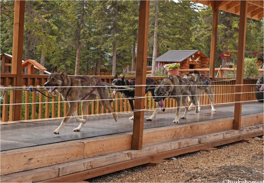 Jeff King's Husky Homestead Tour | Alaska Shore Excursions