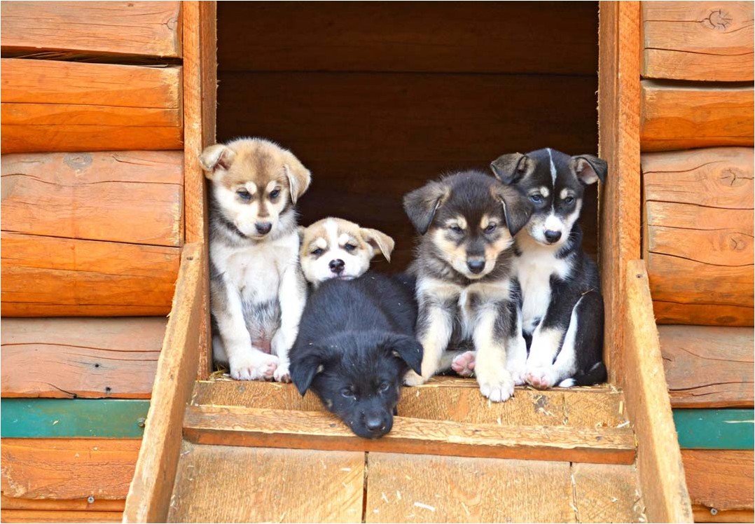 Jeff King's Husky Homestead Tour | Alaska Shore Excursions