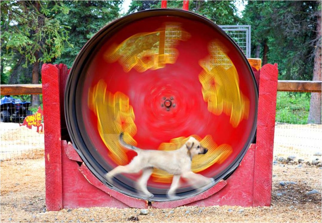 Jeff King's Husky Homestead Tour | Alaska Shore Excursions