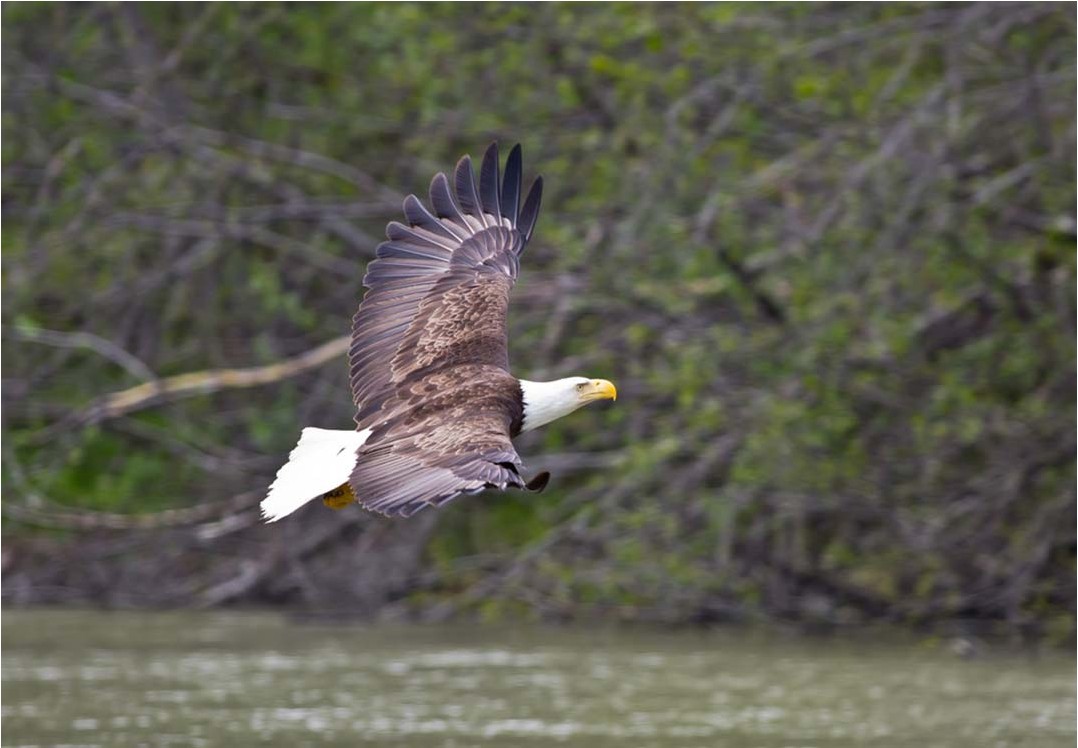 Haines Chilkat River Jet Boat Tour | Alaska Shore Excursions