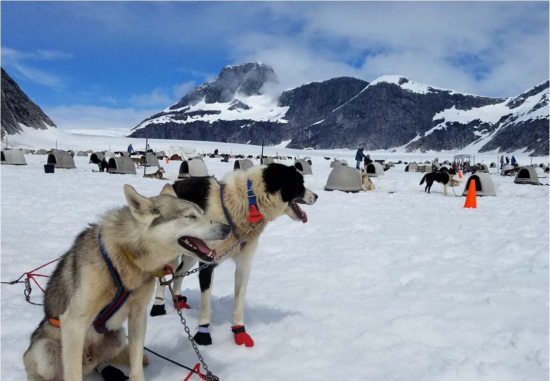 Juneau Dog Sled World & Glacier Helicopter Adventure | Alaska Shore ...
