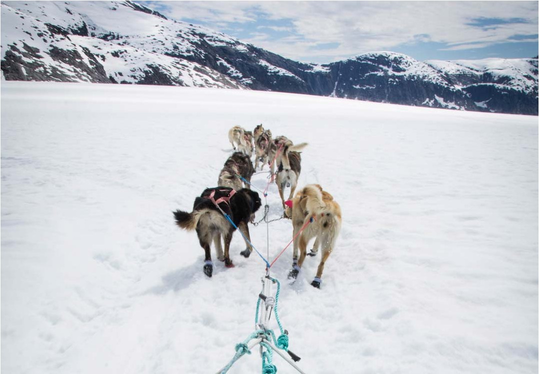 Juneau Dog Sled World & Glacier Helicopter Adventure | Alaska Shore ...