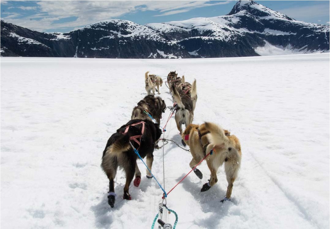 Juneau Dog Sled World & Glacier Helicopter Adventure | Alaska Shore ...