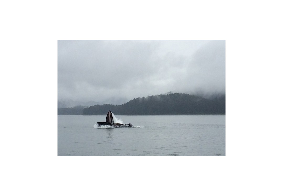 Juneau Whale Watching Tour | Alaska Shore Excursions