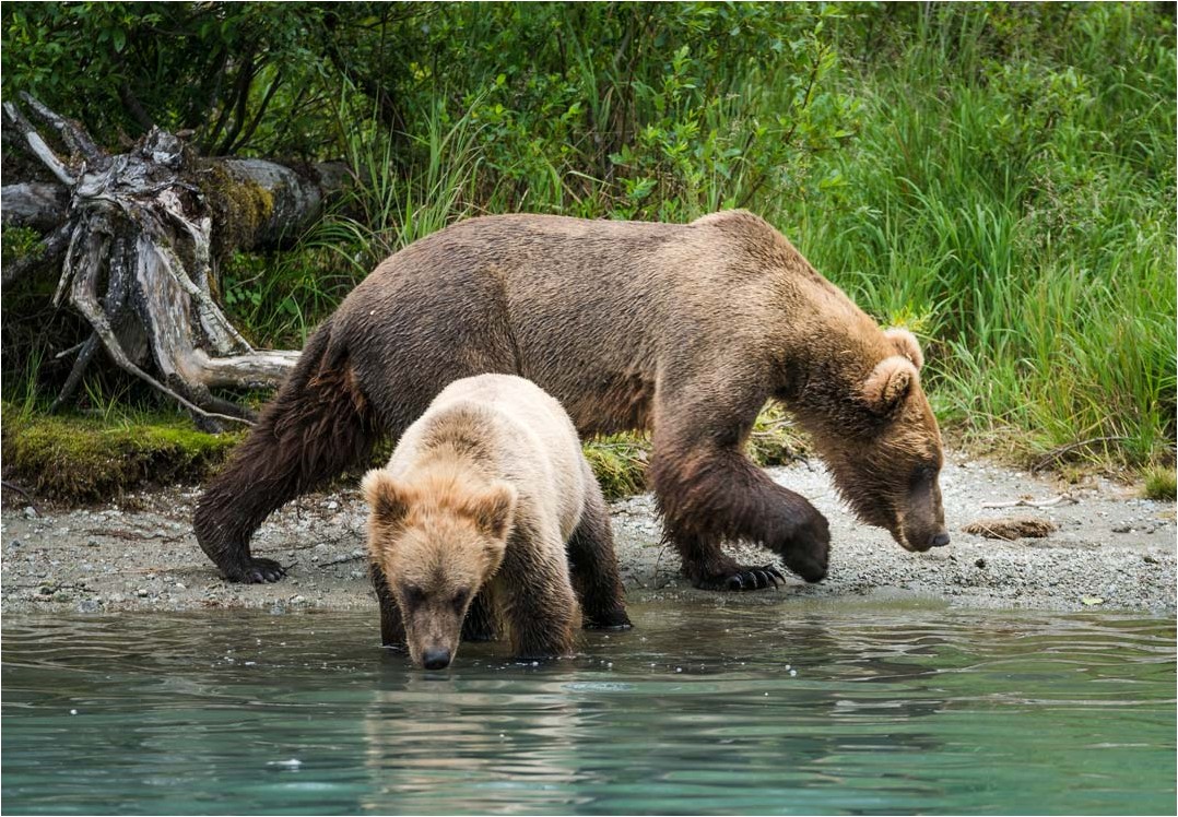 Lake Clark National Park Bear Viewing Tour | Alaska Shore Excursions