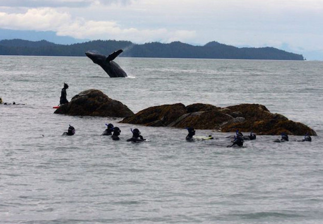 Ketchikan Mountain Point Snorkeling Adventure | Alaska Shore Excursions