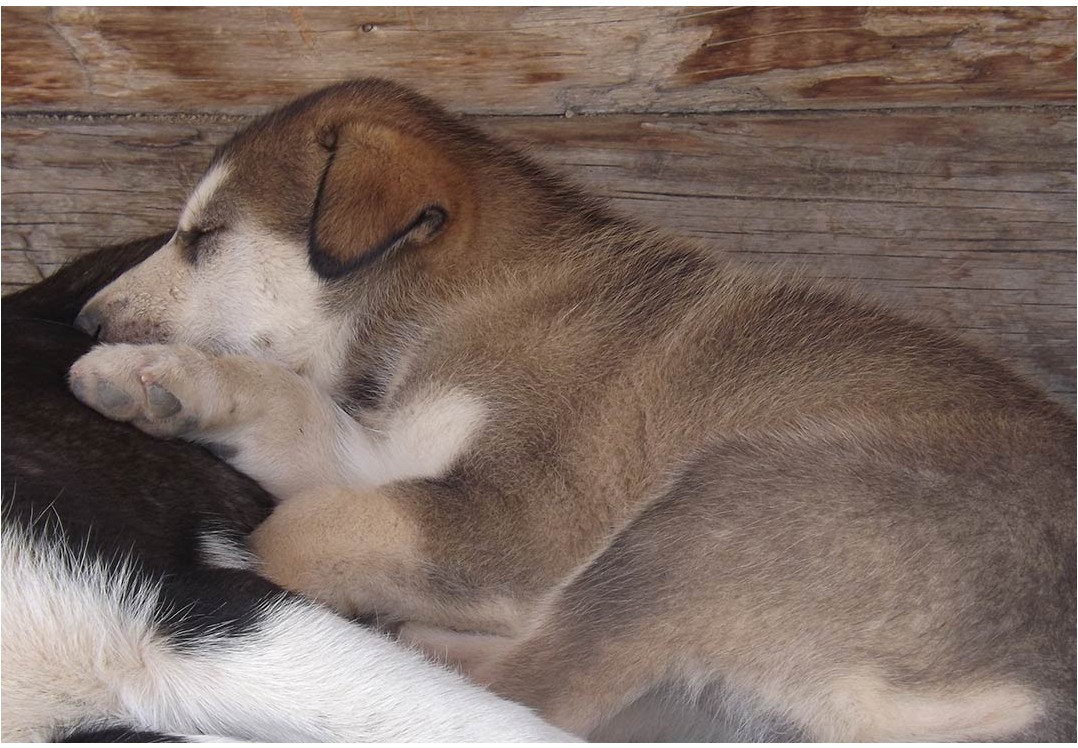 Skagway Musher's Camp and Sled Dog Adventure | Same Day | Alaska Shore ...