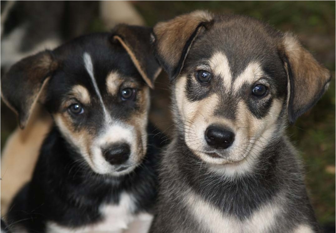 Juneau Musher's Camp & Sled Dog Discovery | Alaska Shore Excursions