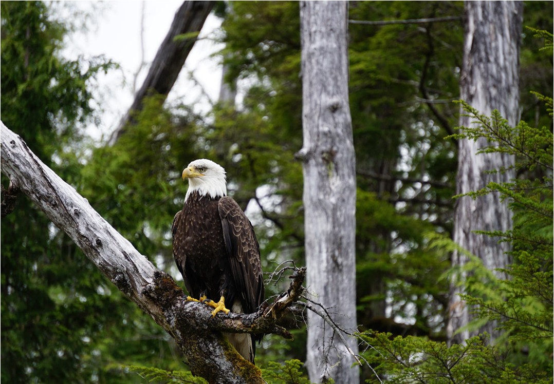 Ketchikan Ocean Wilderness Expedition | Alaska Shore Excursions