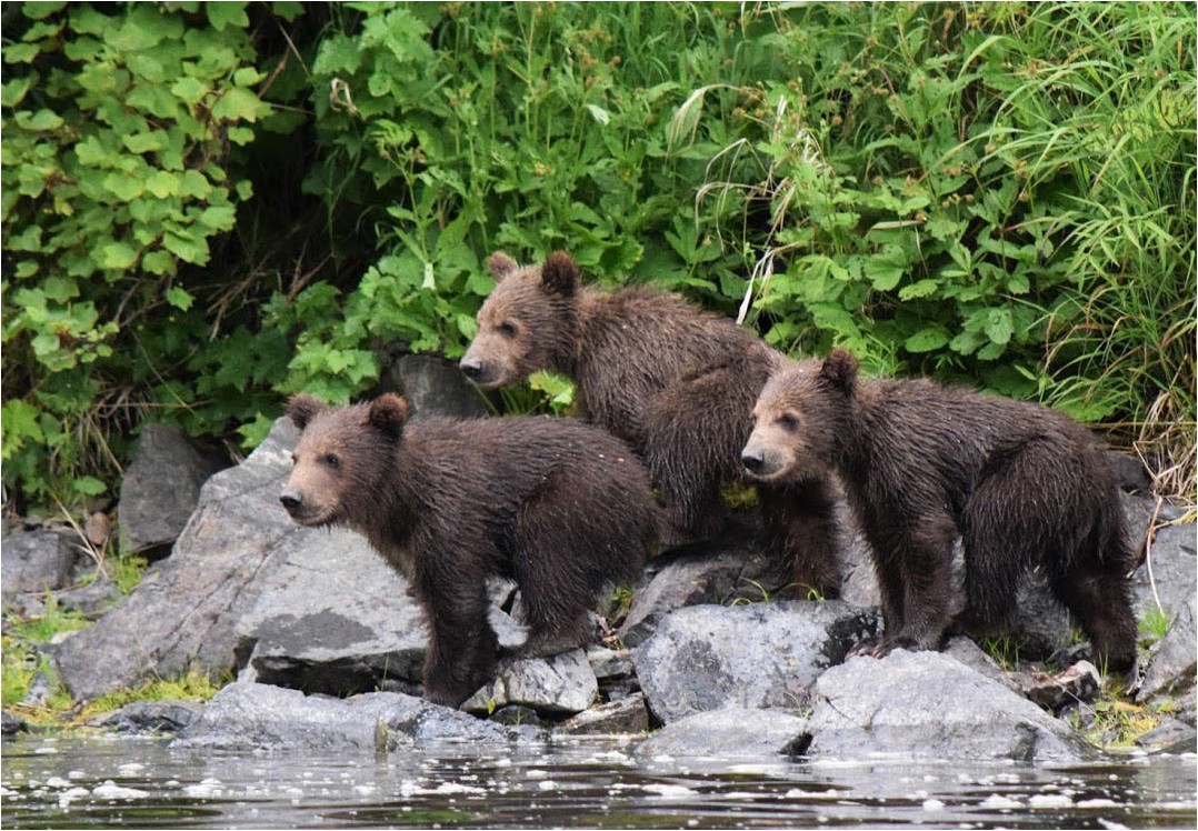 Anchorage Redoubt Bay Lodge Bear Viewing | Alaska Shore Excursions