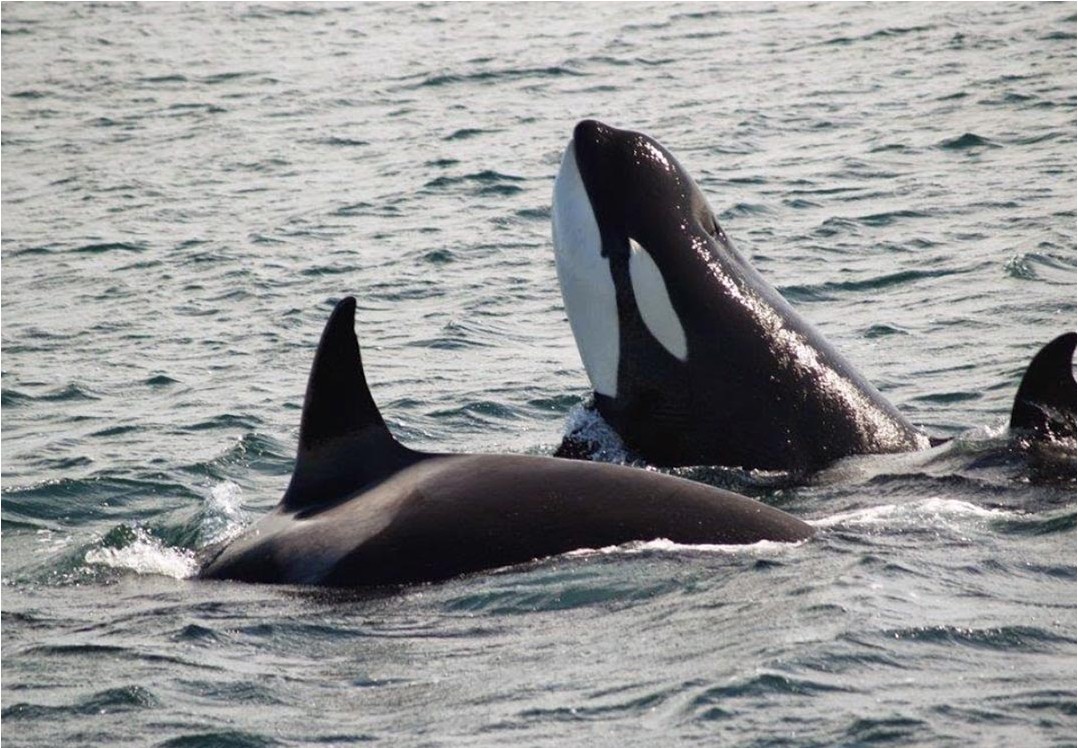 Victoria Whale Watching Expedition | Alaska Shore Excursions