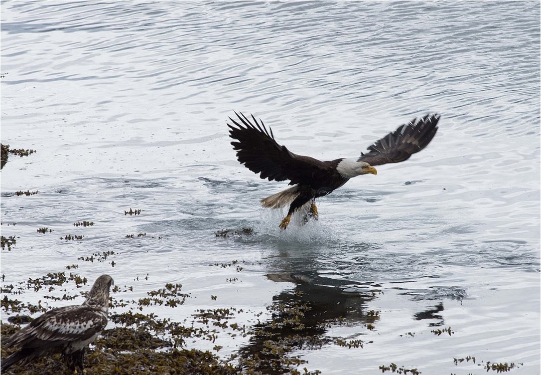 Icy Strait Wilderness island Tour | Alaska Shore Excursions