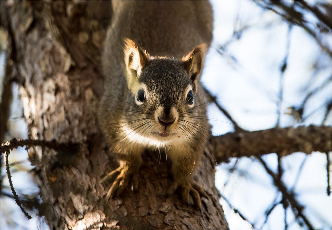 Icy Strait Wilderness island Tour | Alaska Shore Excursions